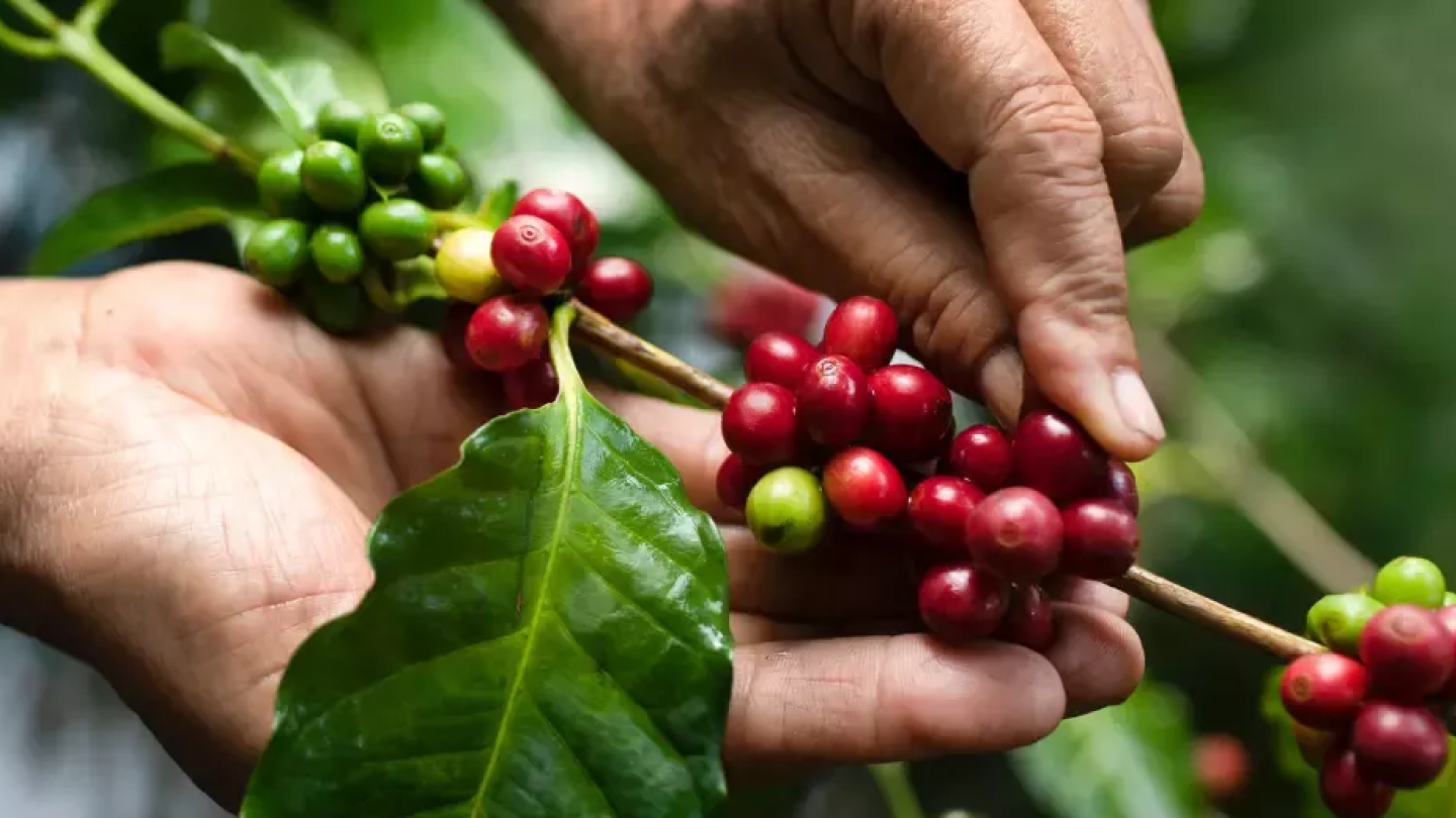 NESCAFÉ® Plan 2030 : des résultats concrets et un objectif 2025